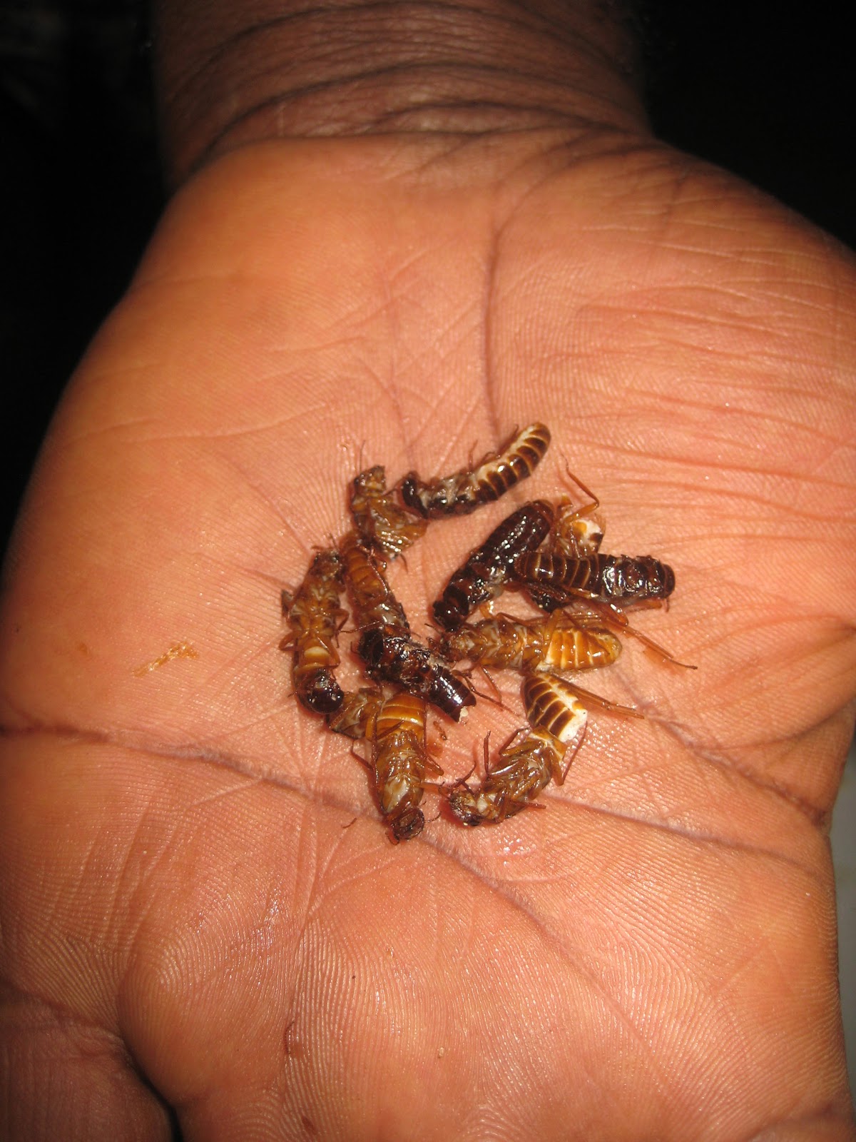 Tikar Descendent: My First Encounter in the Rainforest with my ...