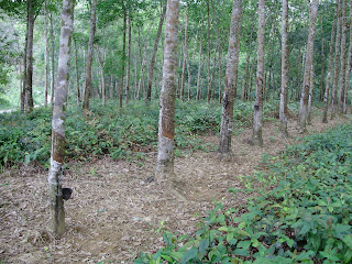 Tokwan Matarun: SEJARAH PERLADANGAN GETAH DI BIDOR