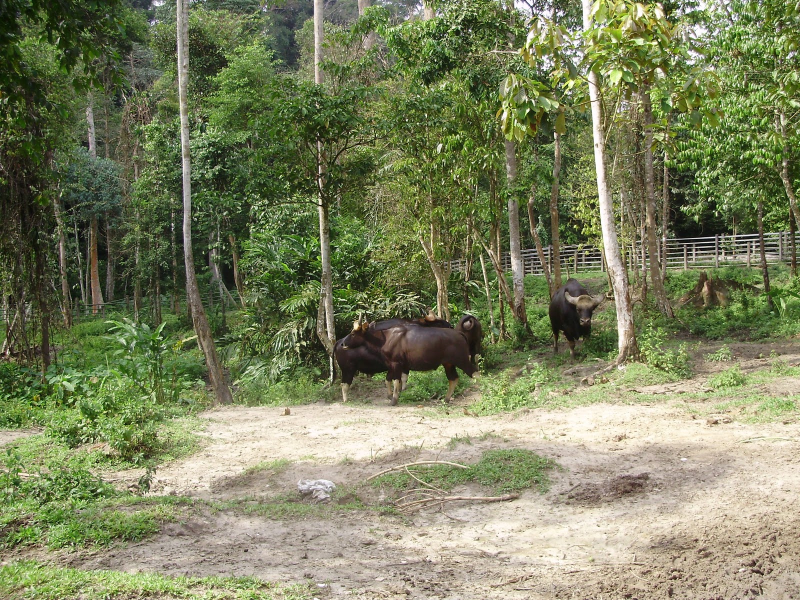 Tokwan Matarun: SELADANG