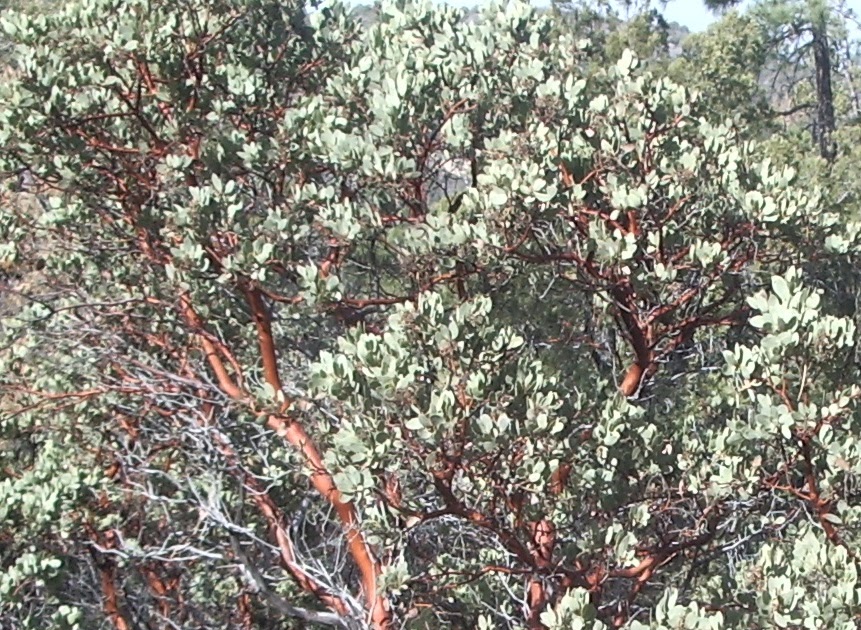 Wild Fiction: Copper Bark Tree?