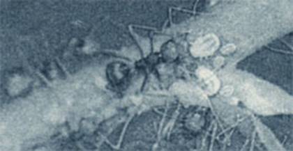 วิทยาศาสตร์สำหรับชั้นประถมศึกษา: ภาวะการได้ประโยชน์ร่วมกัน ...