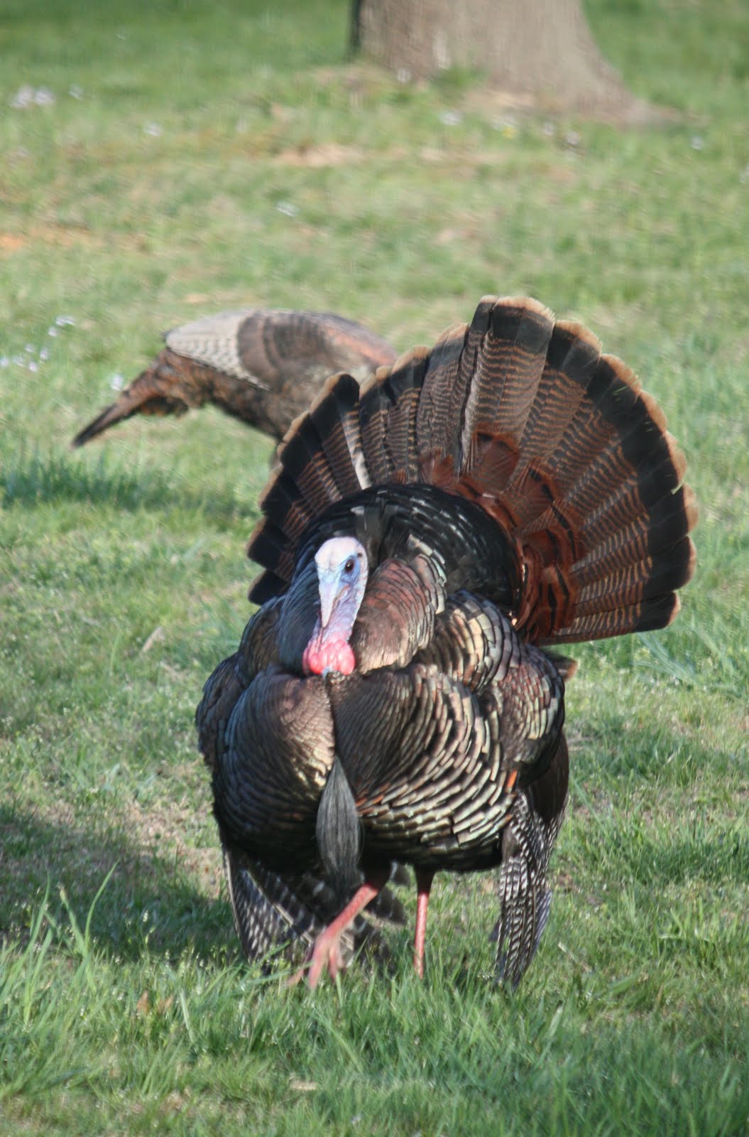 Round The Bend: A Little Bit of Gobbler Red