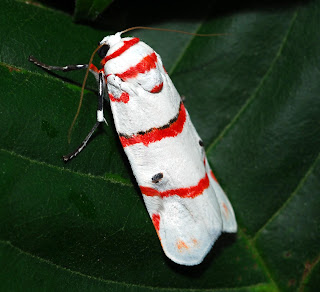 John Prudente: Red White Moth