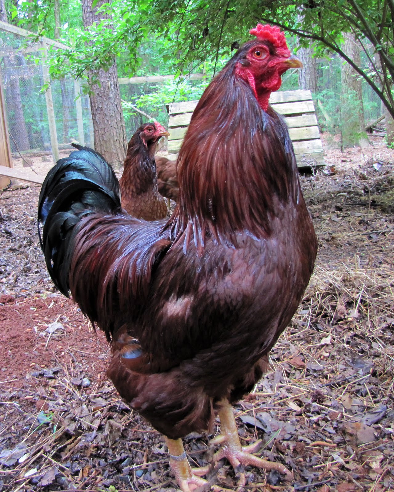 The Livestock Conservancy in Action: Conservation Priority Projects