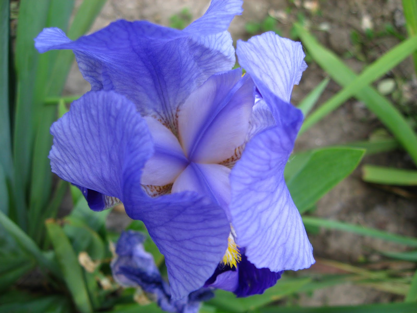 Pasiuni pentru natura: stanjenei