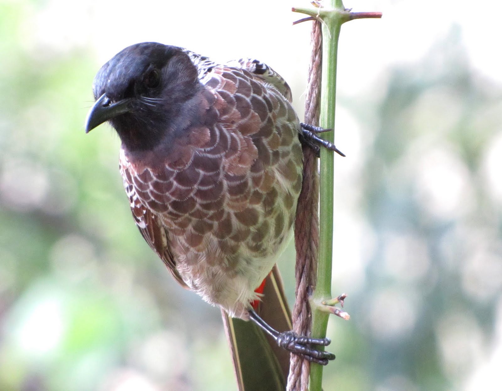 encounter with a super star: Choti Chidiya