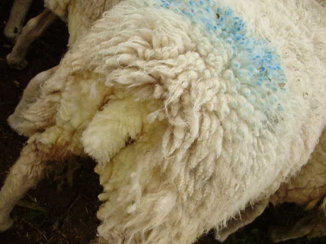 Hopesay Glebe Farm: Dagging