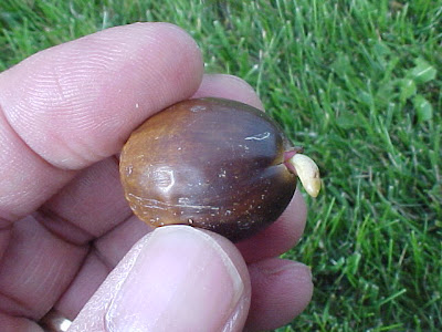Schoolyard Naturalists: Sprouting Acorns