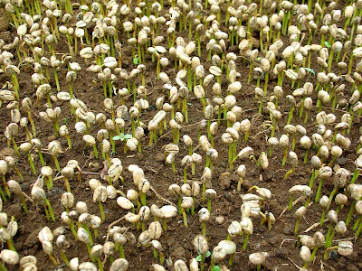 Saffron Caffe: Coffee Sprouts and Coffee Flowers