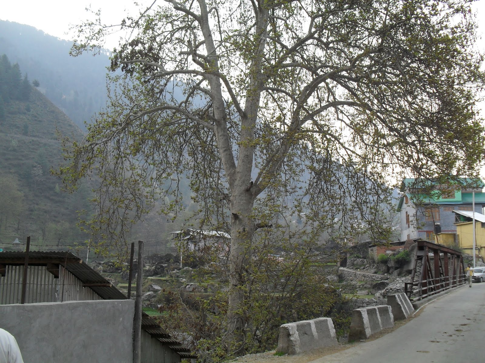 CHINAR SHADE : BEAUTIFUL MINI KASHMIR IN JAMMU PROVINCE KNOWN AS BHADERWAH