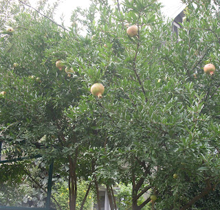 CHINAR SHADE : FRUIT LADEN TREES OF KASHMIR IN SEPTEMBER
