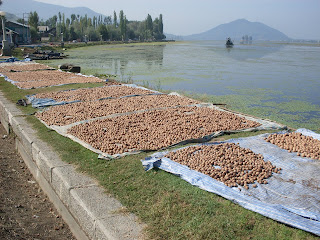 CHINAR SHADE : WALNUTS OF KASHMIR