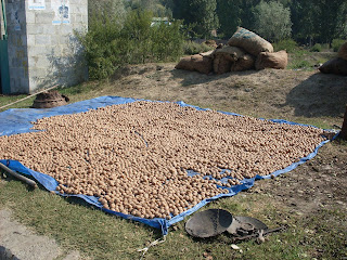 CHINAR SHADE : WALNUTS OF KASHMIR