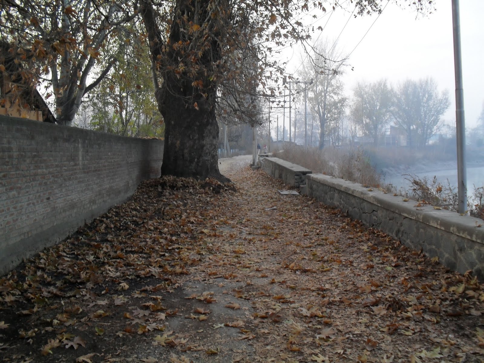 CHINAR SHADE : 2009
