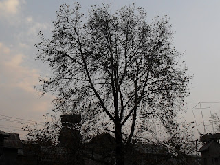 CHINAR SHADE : CHINARS OF KASHMIR IN AUTUMN