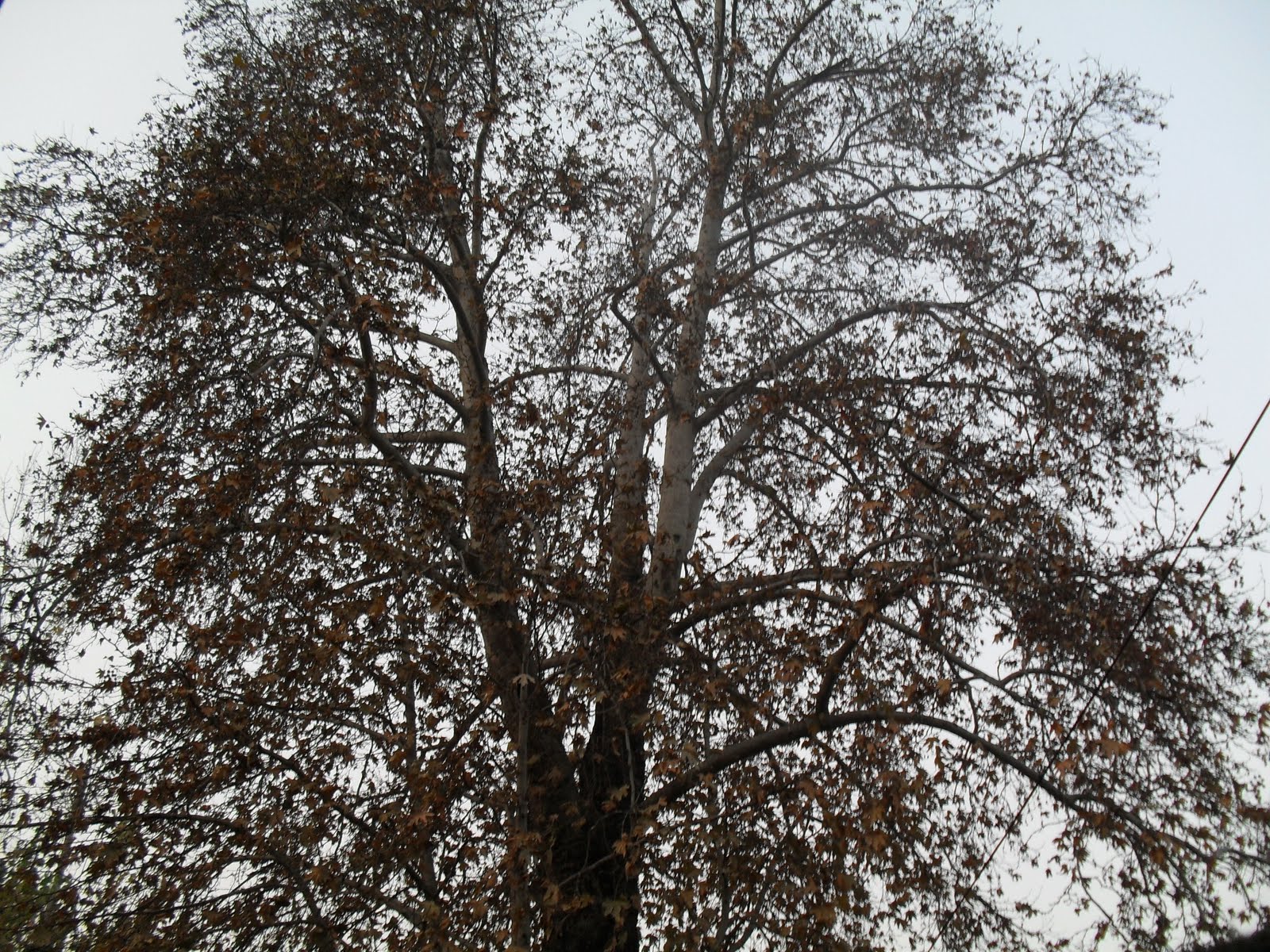 CHINAR SHADE : CHINARS OF KASHMIR IN AUTUMN