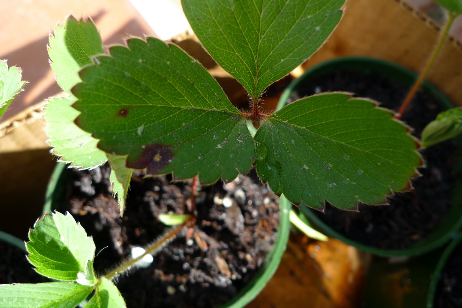 urban earth box: strawberry plant disease