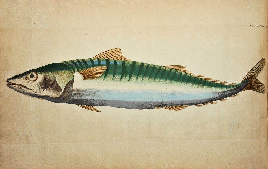 mouse notebook: the evolution of fish