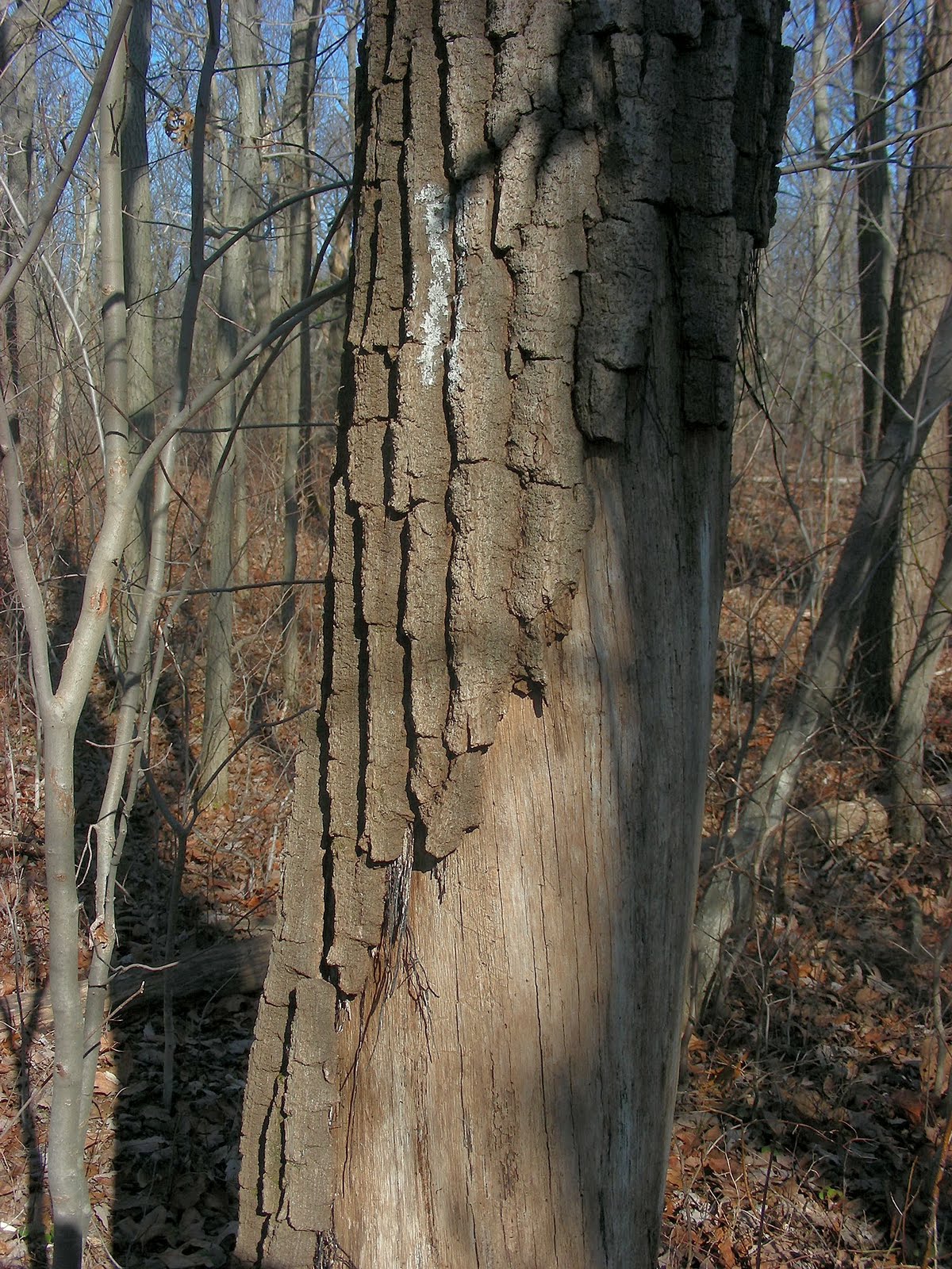 It Just Comes Naturally: Appalachian Trail Trek