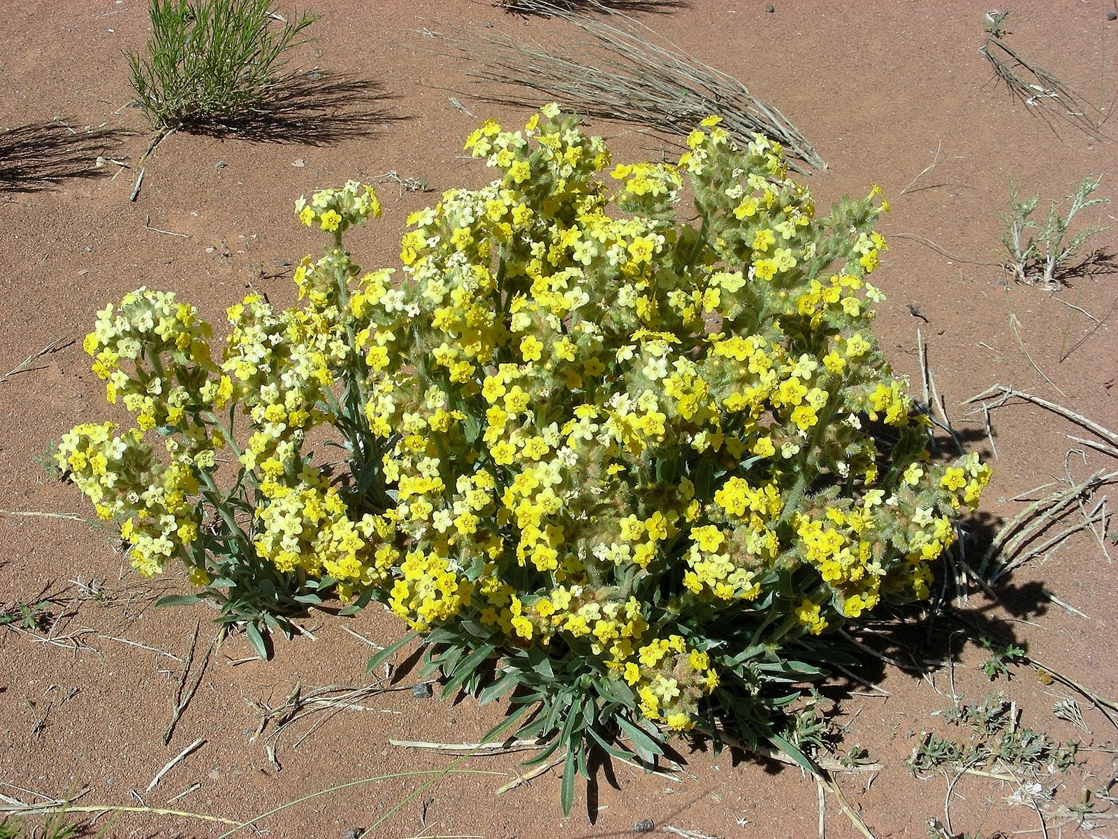 It Just Comes Naturally: Notom-Bullfrog Road en route to Capitol Reef