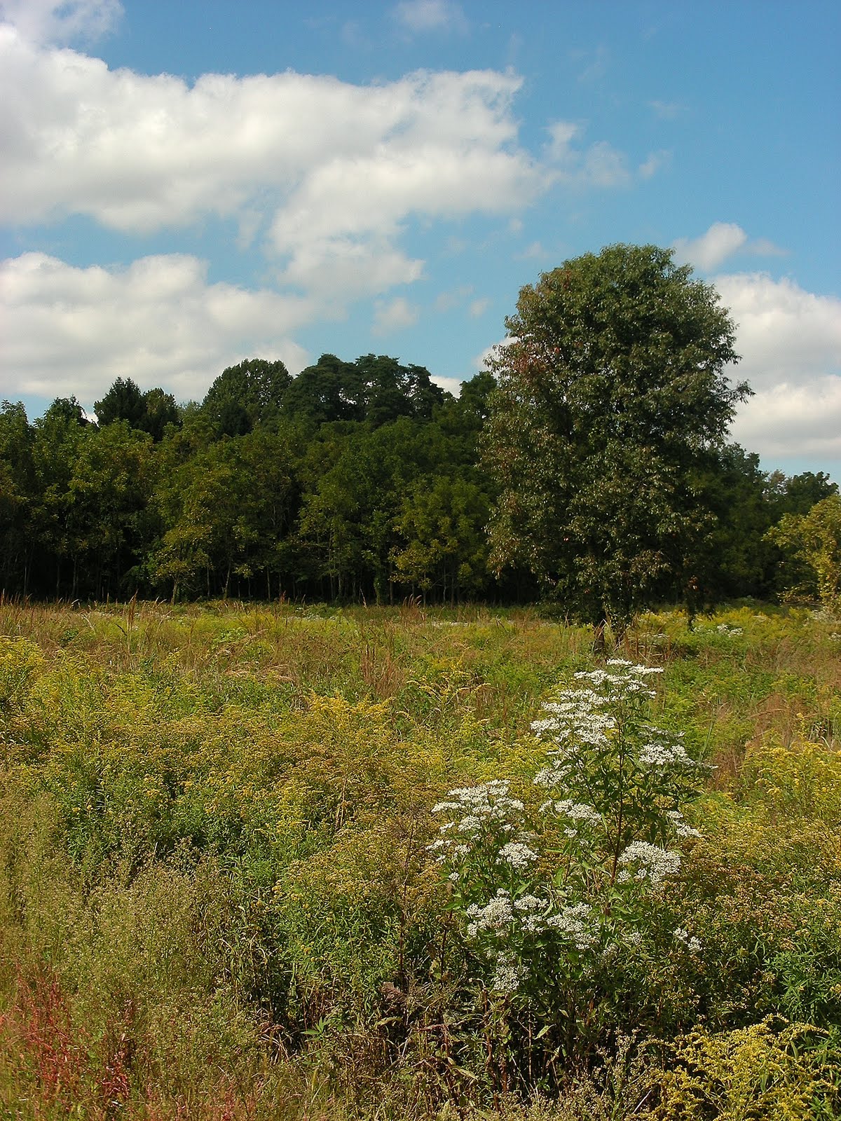 It Just Comes Naturally: Glorious Early Fall Field Trip