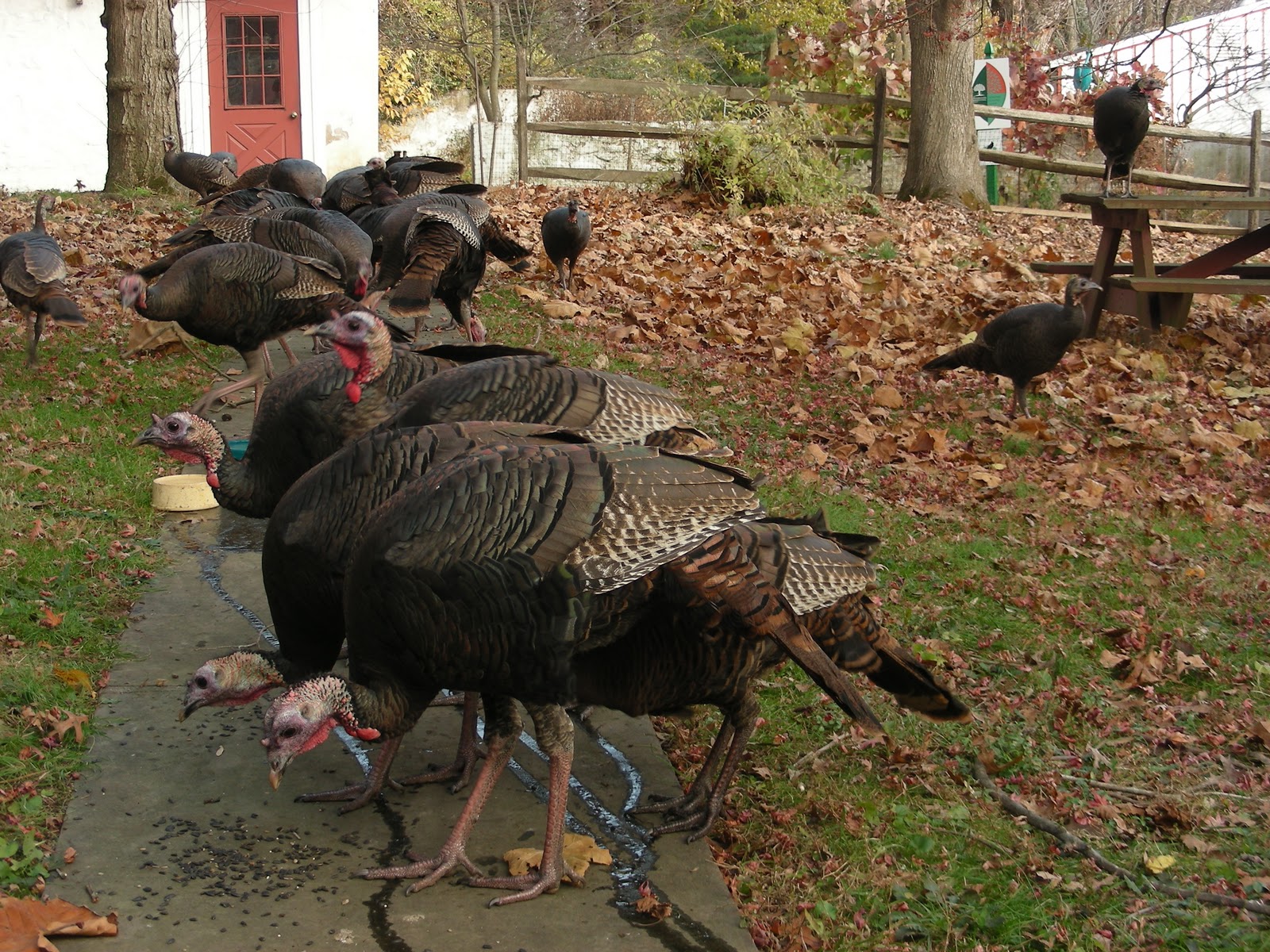 It Just Comes Naturally: A Rafter of Turkeys, and a November Bat