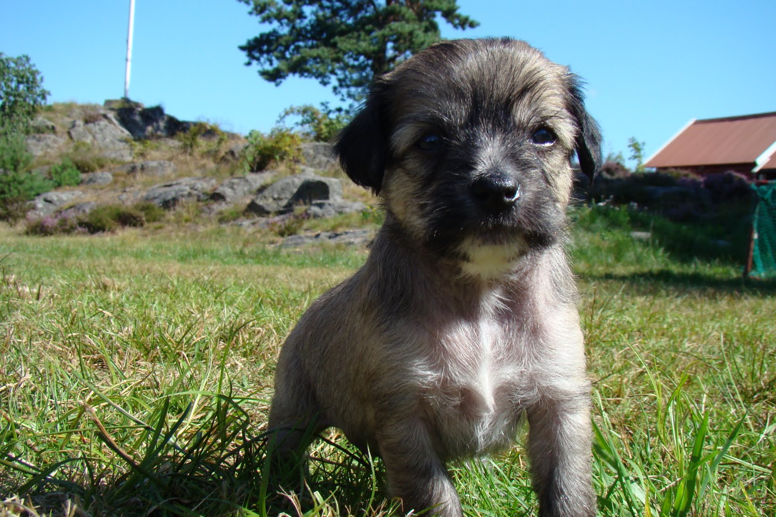 Renates SKRIK: Ferie-reise med valper på sommer stedet vårt :)