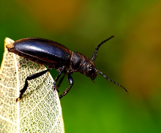 Természet fotók: Cincér
