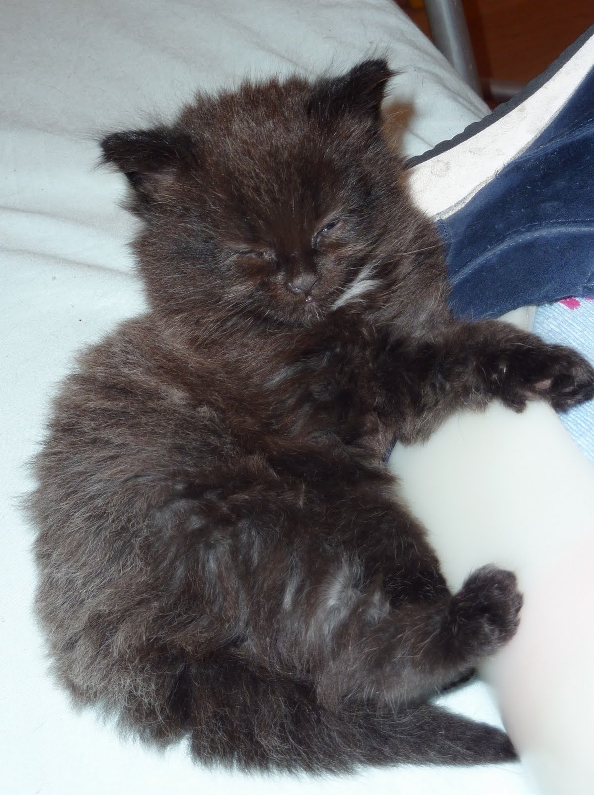 CraftyCat957: KITTENS 5 WEEKS OLD