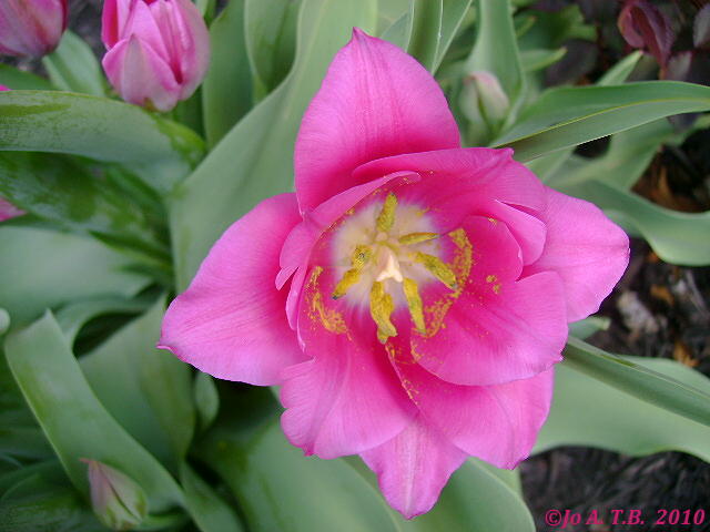 Literally In The Moment: Early Spring Flowers II & Gardner Snake Photos