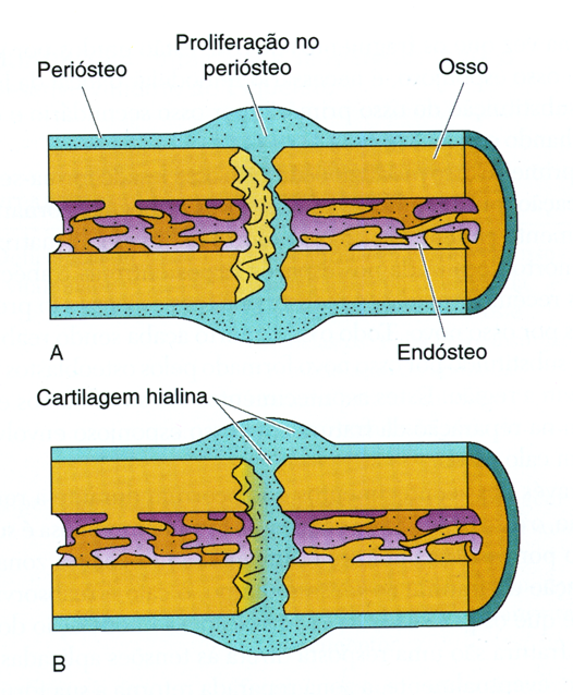 Morfofisiologia : SISTEMA ESQUELÉTICO