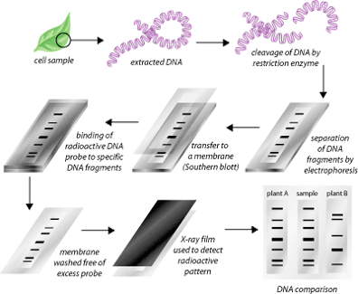 GENETICA MODERNA: ANÁLISIS RFLP