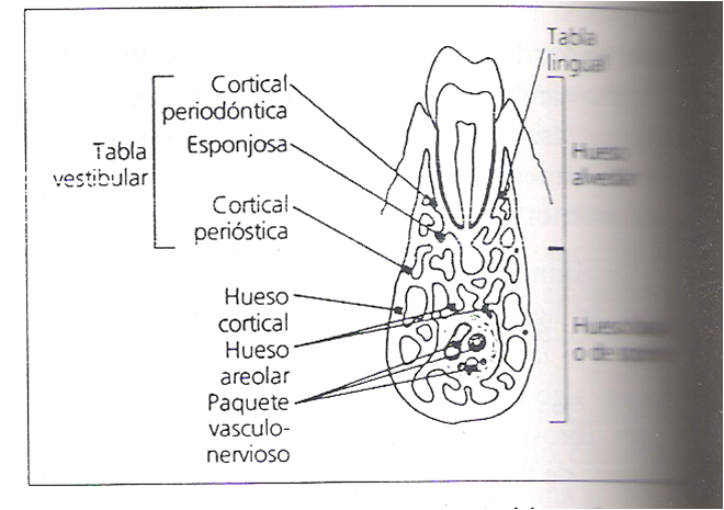 Periodoncia: HUESO ALVEOLAR