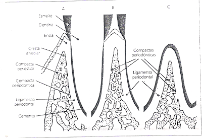 Periodoncia: HUESO ALVEOLAR