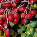 Pupunha in Natura: Pupunha: Cultivo e Vantagens