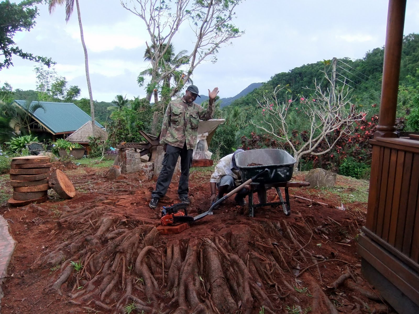 Islandscapes: Who Hid The Rubber Tree Stump?