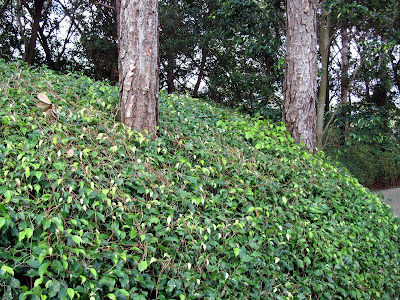 Islandscapes: Roji-en, Morikami Japanese Garden