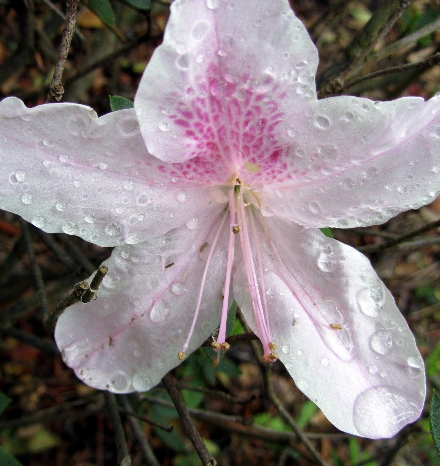 Islandscapes: Roji-en, Morikami Japanese Garden