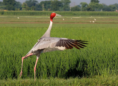 SARUS SCAPE: Wing-stretch