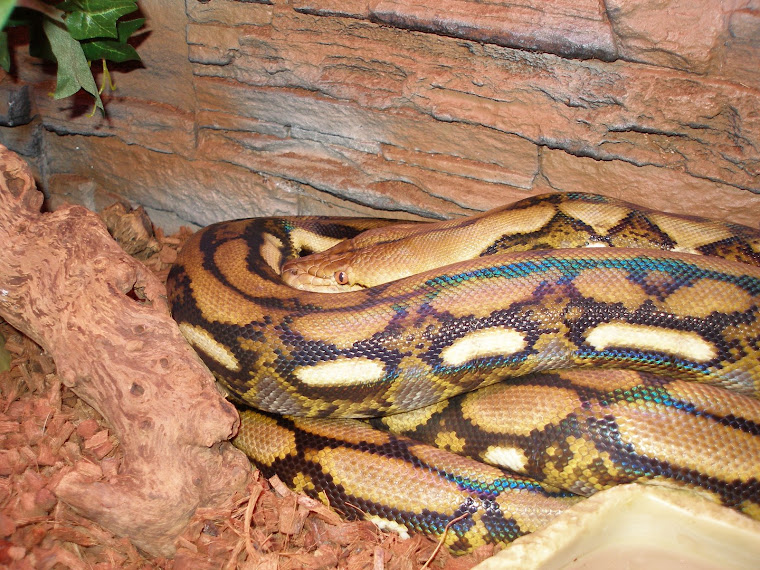 National Geographics: bandy bandy snake