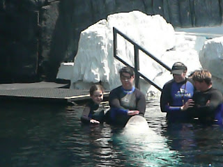 Nelson's travel blog to Obamaland: Breakfast with Shamu - or a Killer ...