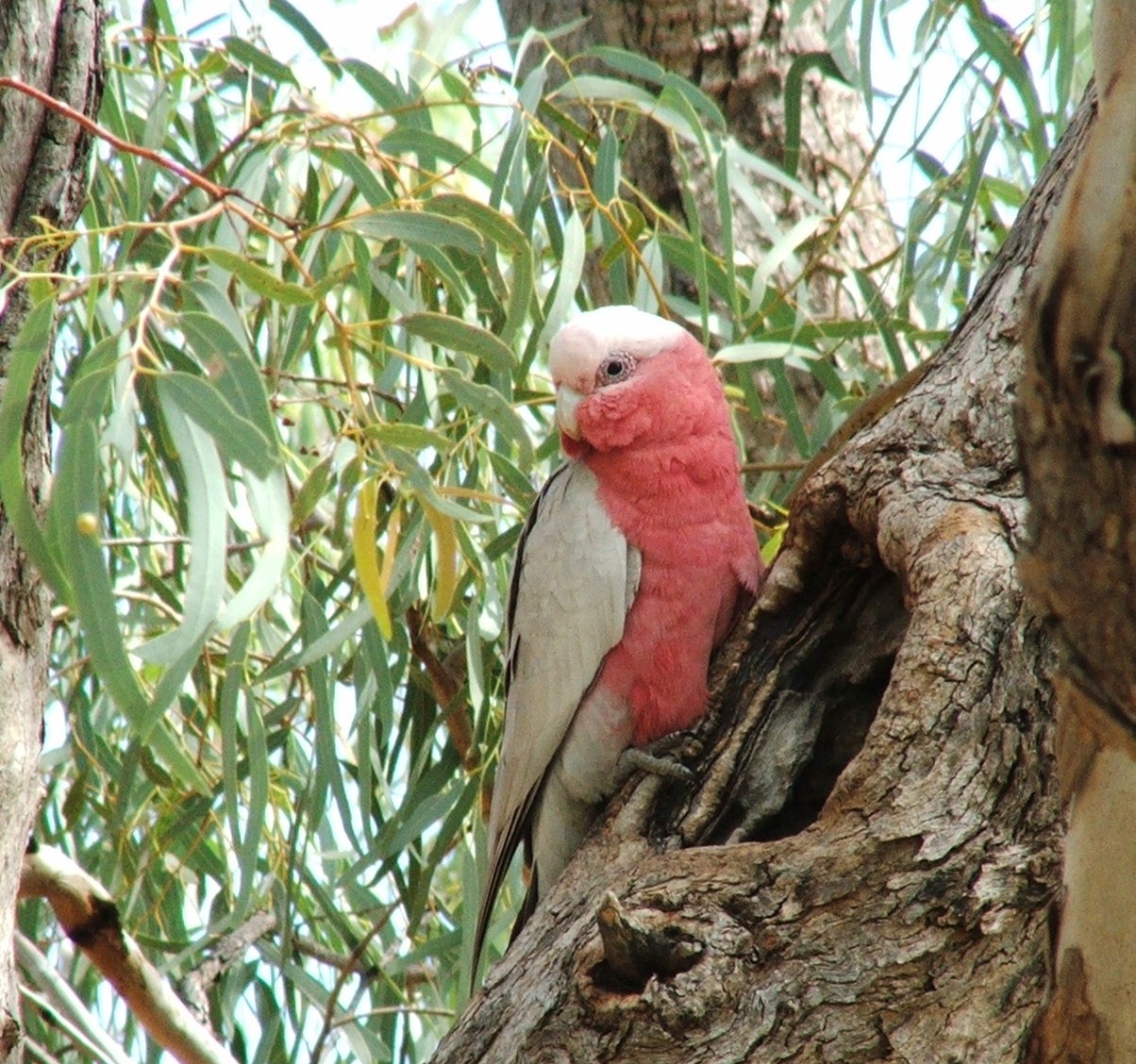 ALL AROUND AUSTRALIA: DAY 136 : COMBO WATERHOLE