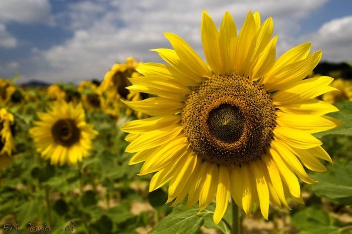 Camino de Emaús: LOS GIRASOLES.