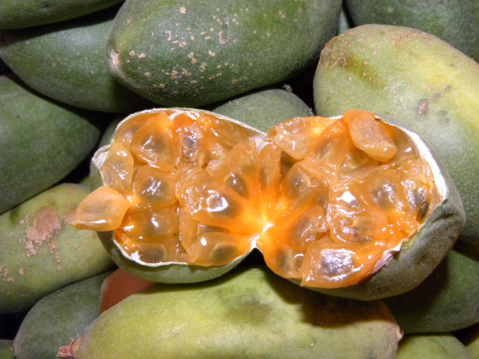 SINTIENDO SUDAMÉRICA: FRUTAS TROPICALES