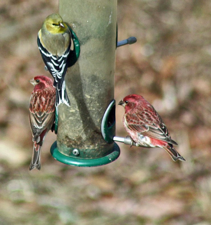 JOYFUL REFLECTIONS: Arkansas Birds