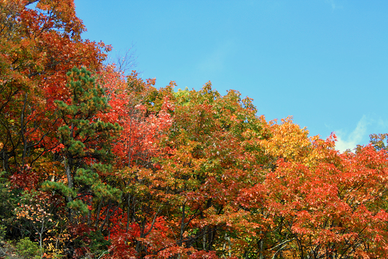JOYFUL REFLECTIONS: Fall on the Blue Ridge Pkwy-Part II