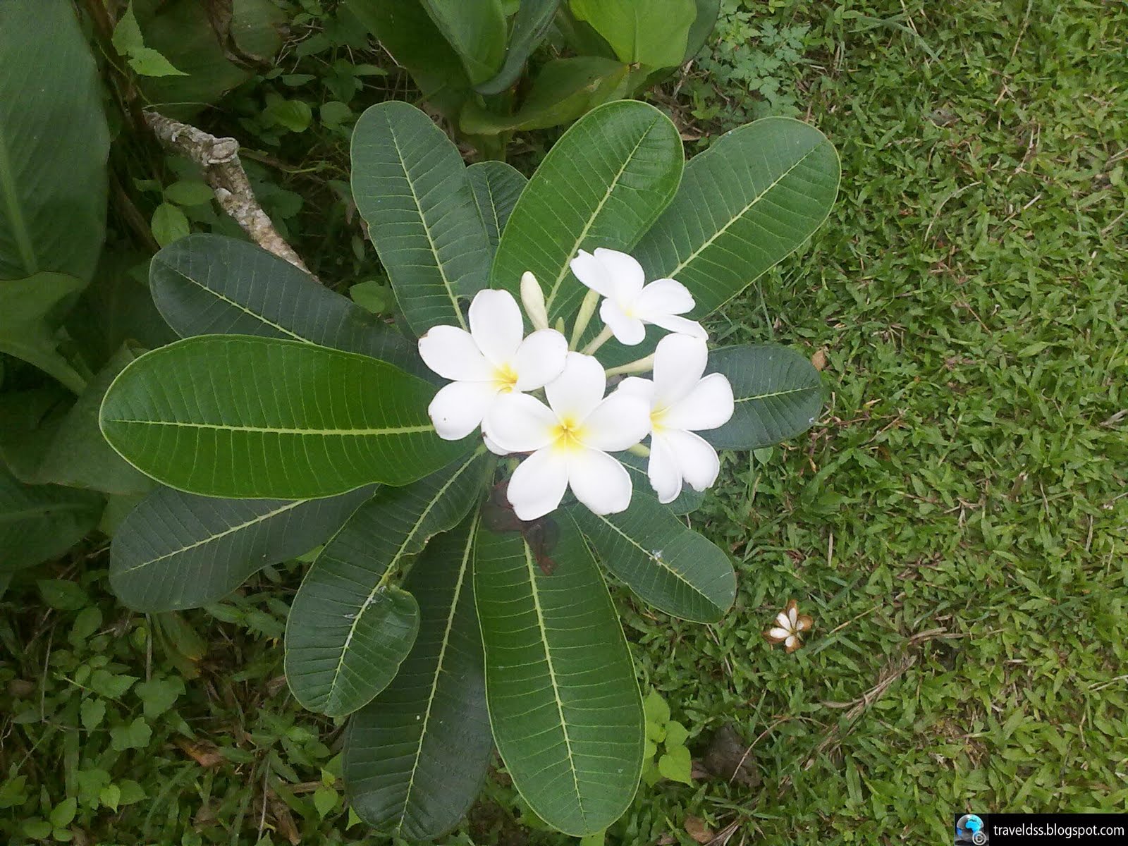 DS Crew: Temple flower (Araliya/අරලිය)