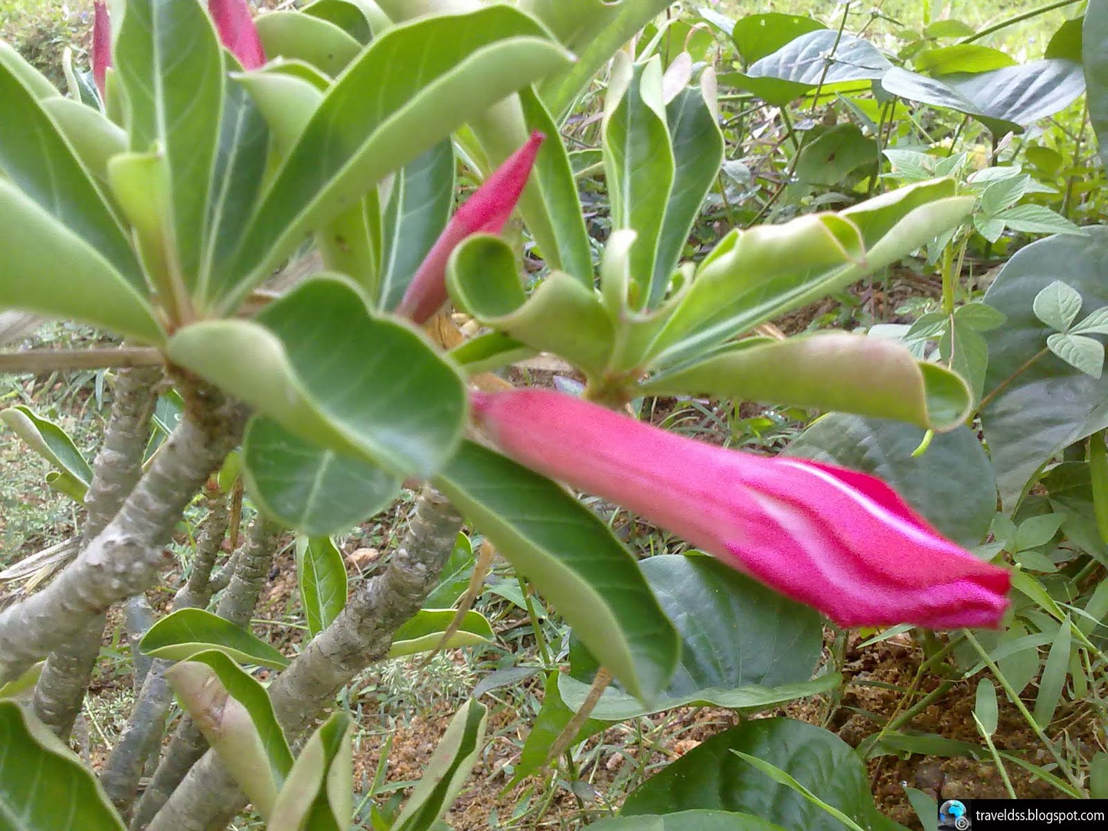 DS Crew: Temple flower (Araliya/අරලිය)