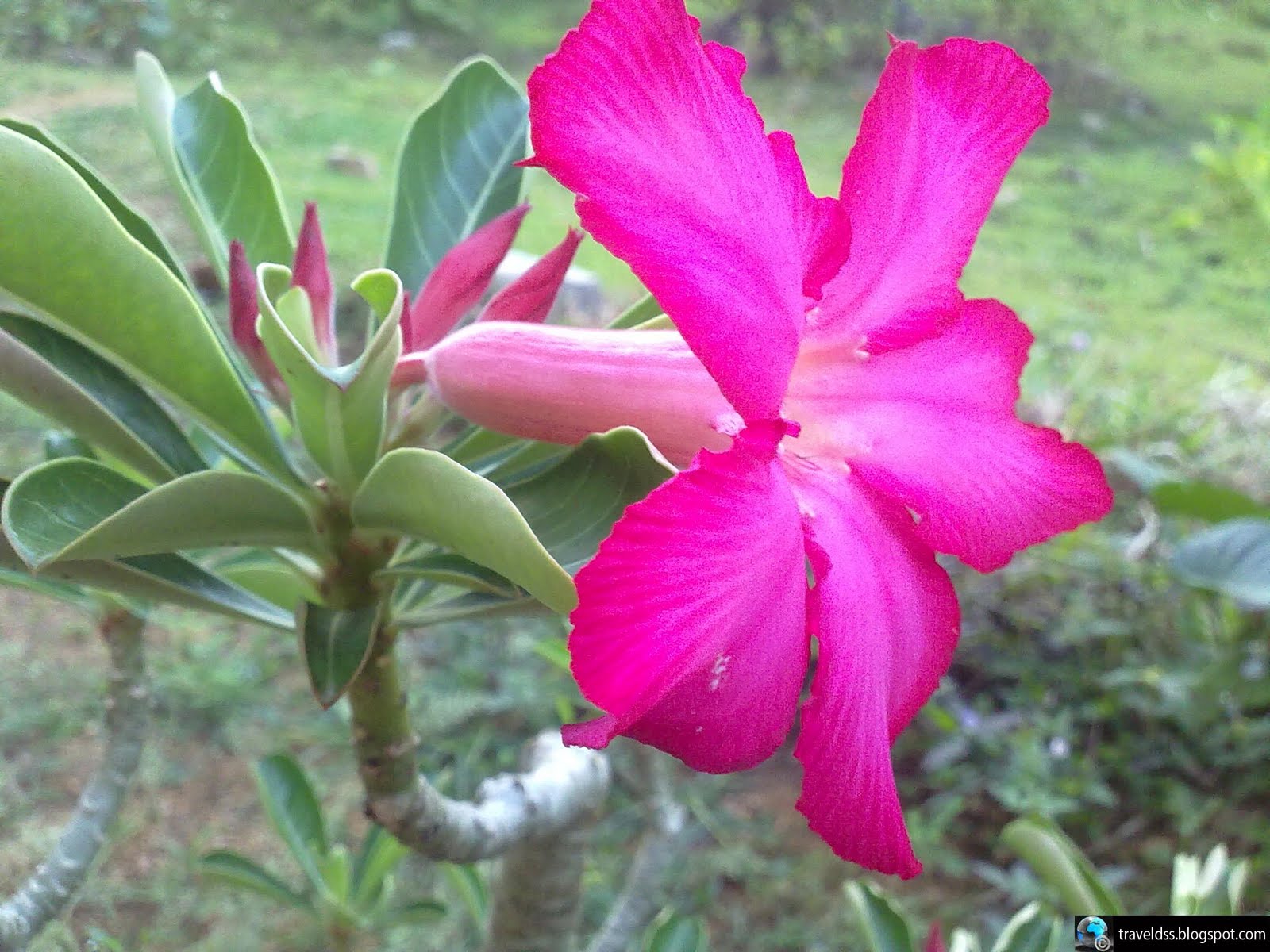 DS Crew: Temple flower (Araliya/අරලිය)