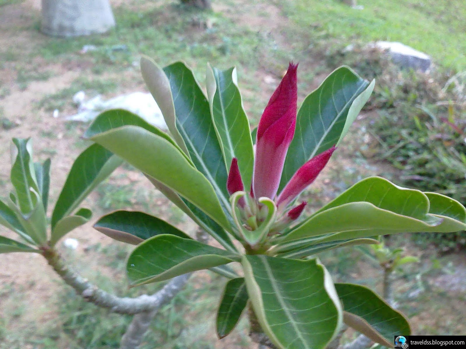 DS Crew: Temple flower (Araliya/අරලිය)